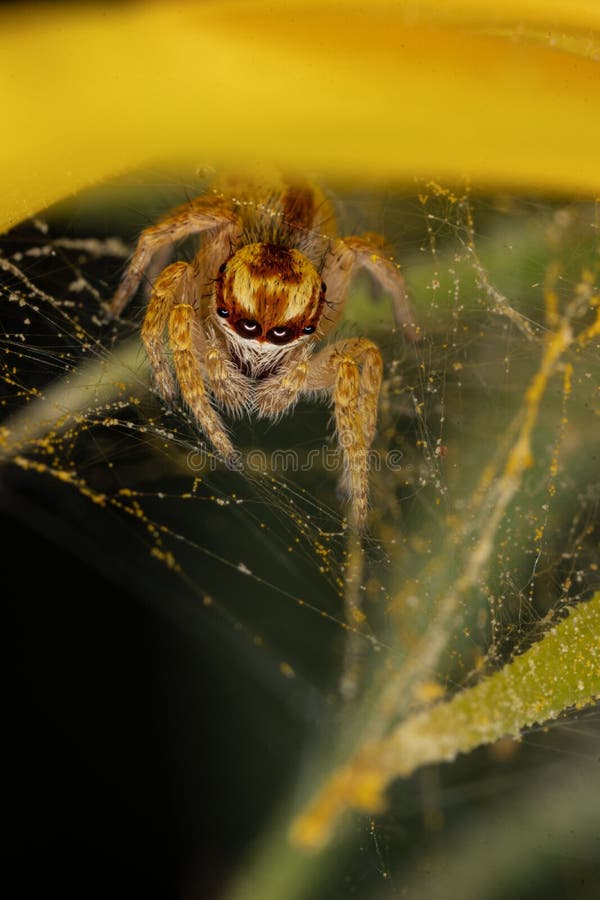 Vertical Shot of a Small Evarcha Jumping Spider in Its Web on a ...