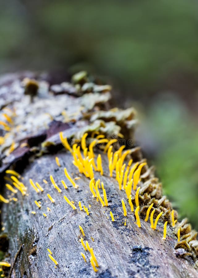 Vertical Shot of Small Fungi Growing on an Old Log Stock Photo - Image ...