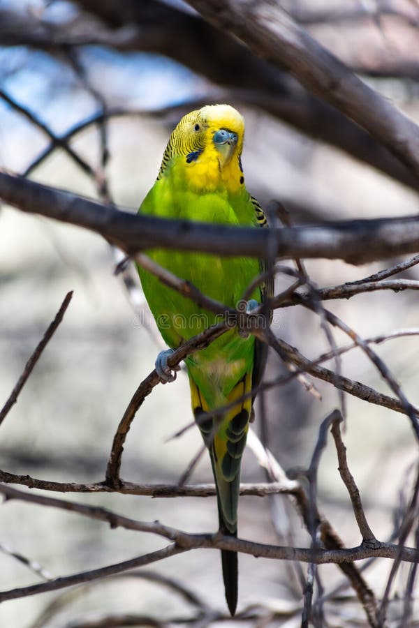Vertical Shot of a Small Green Parrot Perched on Tree Branch Stock ...