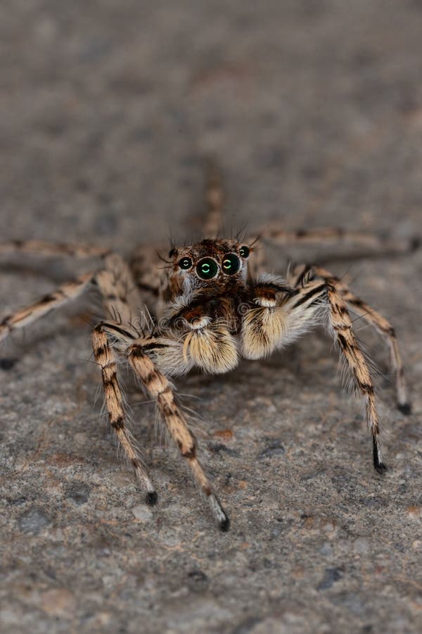 Vertical Shot of a Small Hairy Jumping Spider with Long Legs on the ...