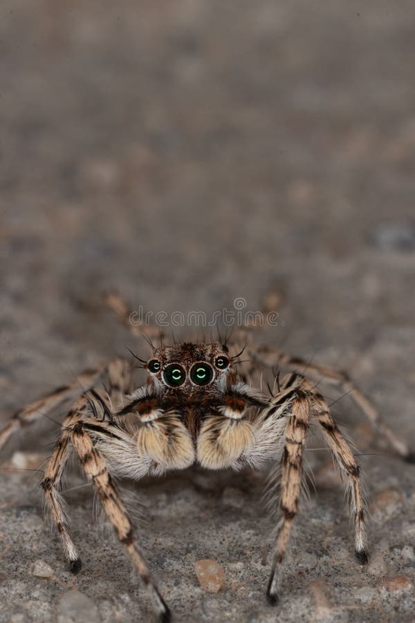 Vertical Shot of a Small Hairy Jumping Spider with Long Legs on the ...