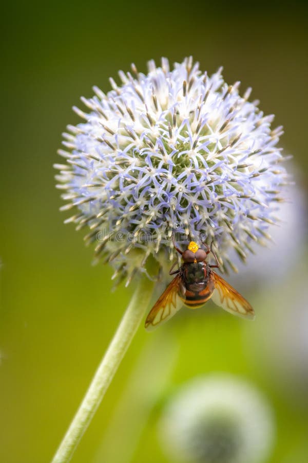 Vertical Shot of a Small Honeybee Near Blue Globe-thistle Stock Photo ...