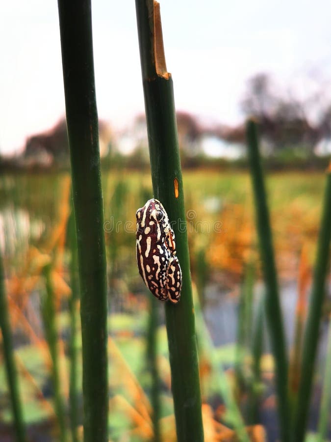 Hyperolius Riggenbachi Stock Photos - Free & Royalty-Free Stock Photos ...