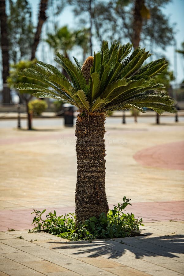 Vertical Shot of a Small Palm Plant Growing on a Road Stock Image ...