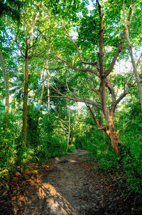 Small Pathway in the Nature Stock Image - Image of small, path: 97761411