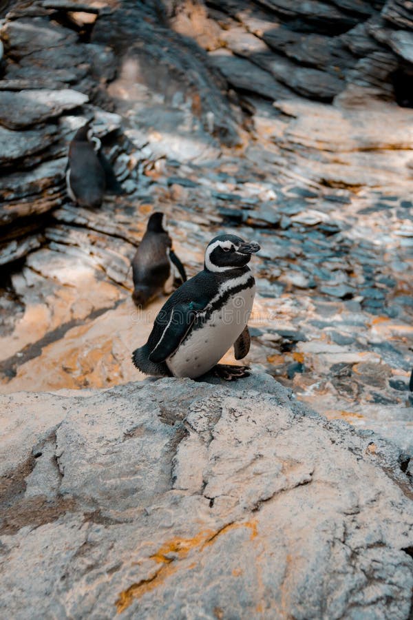 Vertical Shot of Small Penguins Walking on a Rocky Surface Stock Photo ...