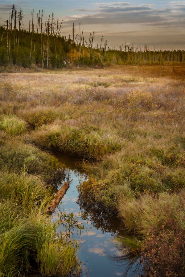 Wet Mud Puddle in a Field after a Rain Stock Image - Image of natural ...