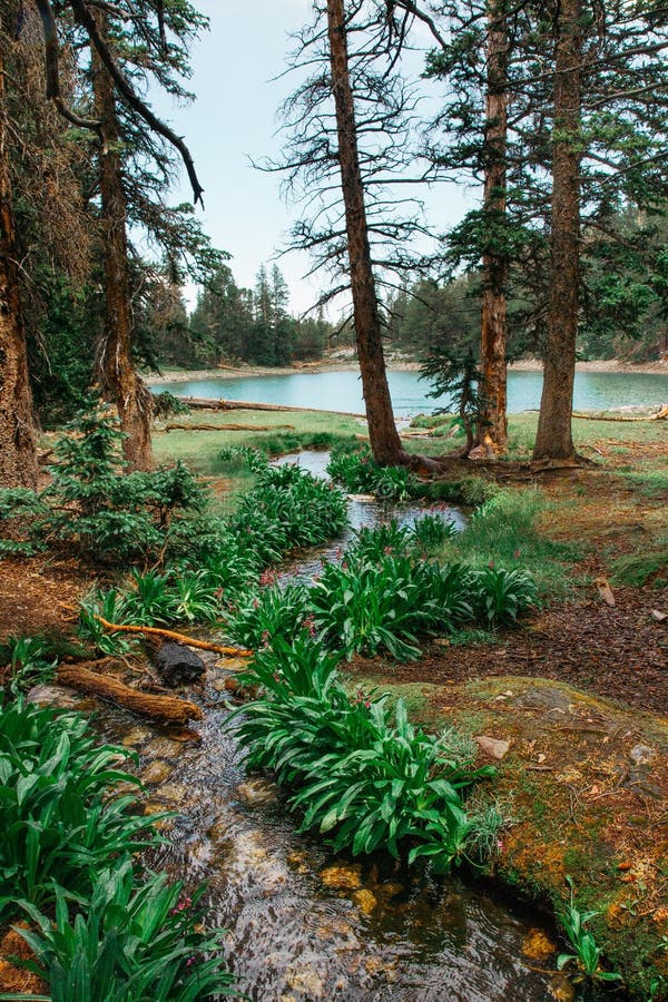 Vertical Shot of a Small River Flowing Towards the Pond in the Middle ...