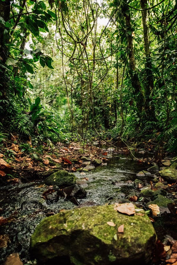 Vertical Shot of a Small Shallow River Flowing on Rocks in a Tropical ...