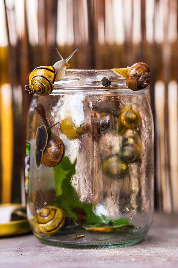 Vertical Shot of Small Snails in a Jar on the Table Under the Lights ...