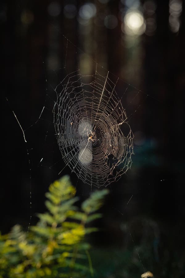 Vertical Shot of a Small Spider Spinning Its Web in the Forest Stock ...