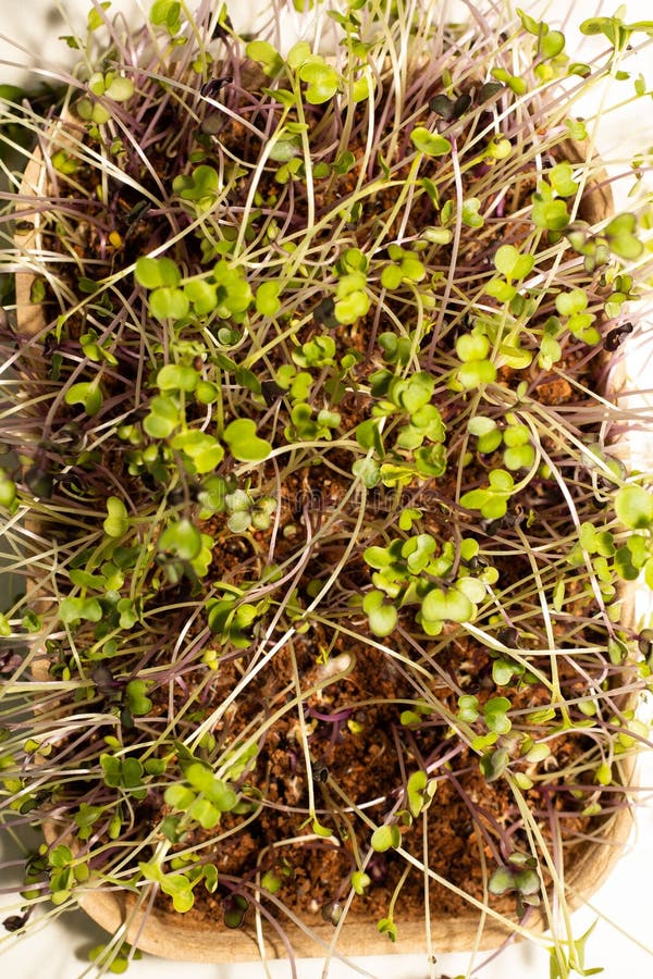 Vertical Shot of Small Sprouting Microgreens Spores in a Pot Stock ...