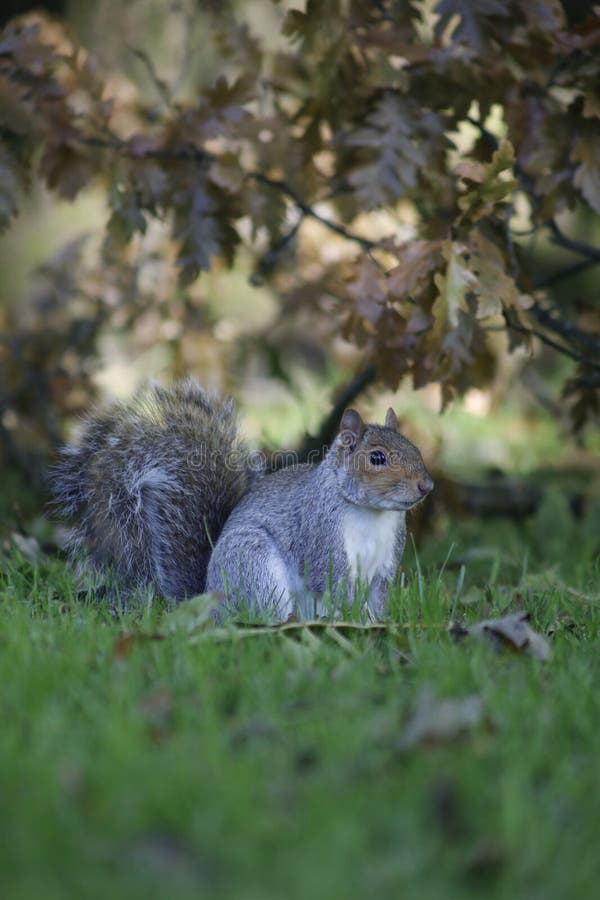 Vertical Shot of a Small Squirrel Sitting on a Patch of Grass in a ...