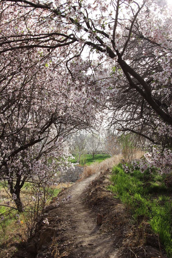 Vertical Shot of a Small Trail Under the Blooming Spring Trees Stock ...