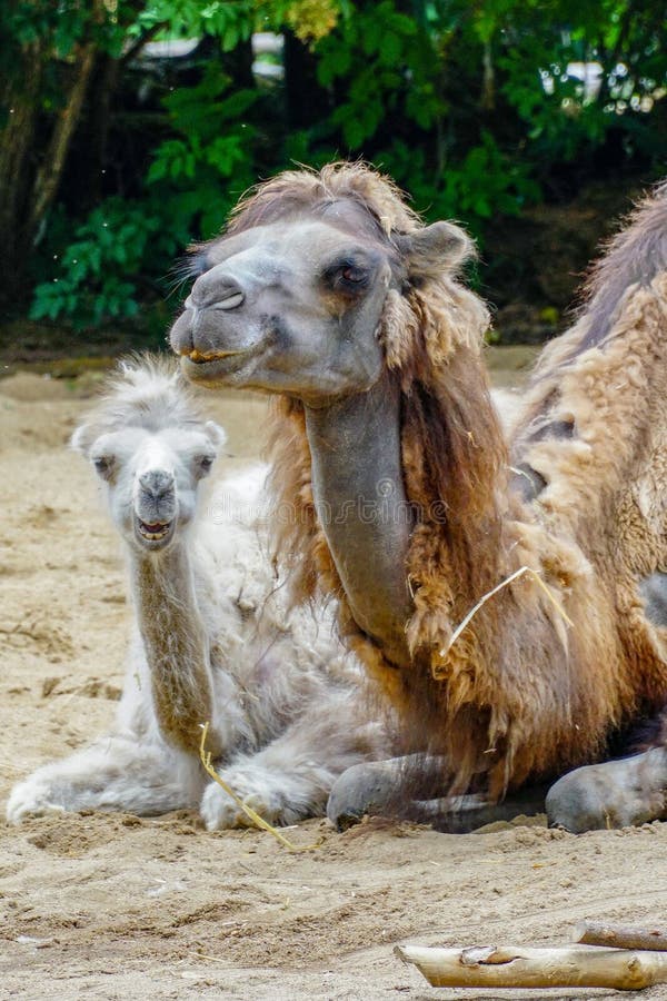 Camel family stock image. Image of family, attica, camel - 64548961