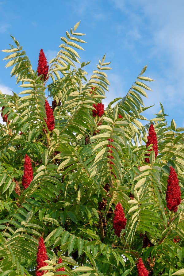 Vertical Shot of a Smooth Sumac Plant on Blue Sky Background Stock ...