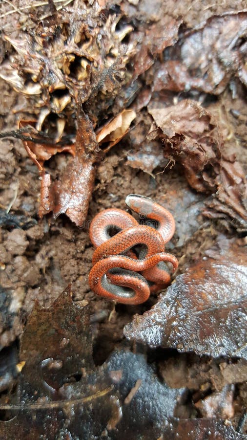 Vertical Shot of a Snake Coiling on a Wet Rock Surface Stock Image ...