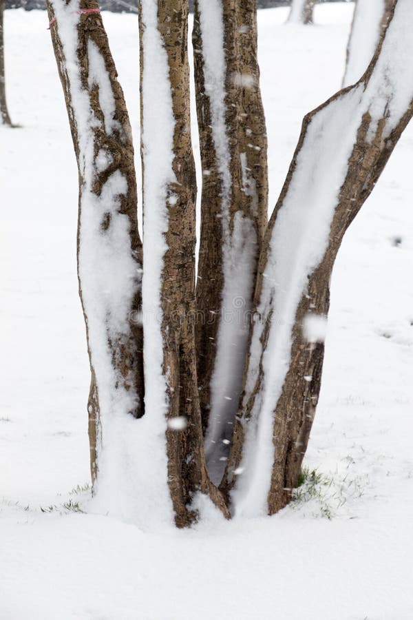 Vertical Shot of Snow-covered Trunks of Trees Captured on a Cold, Snowy ...