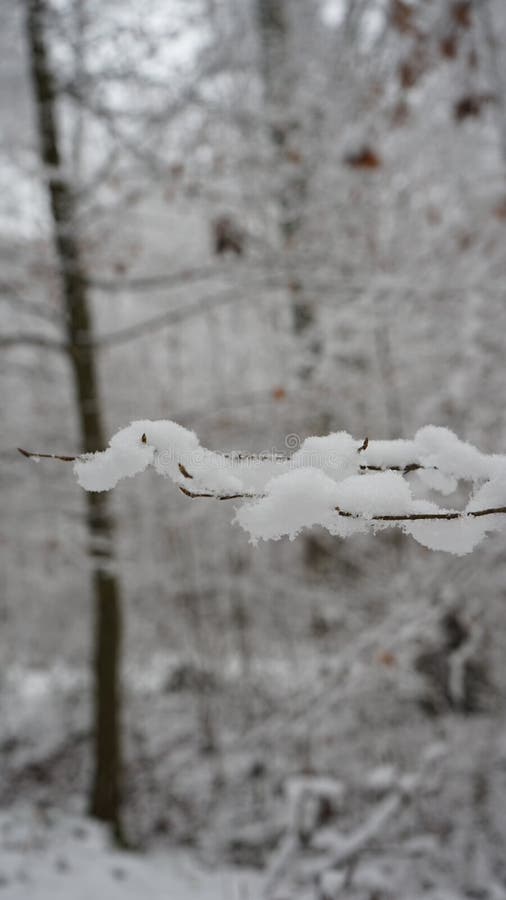 Vertical Shot of the Snow on a Stick in Winter Stock Photo - Image of ...