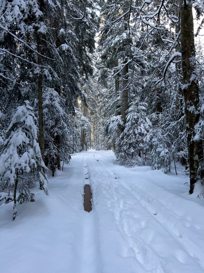 Vertical Shot of a Snowy Path through the Pine Trees. Stock Photo ...