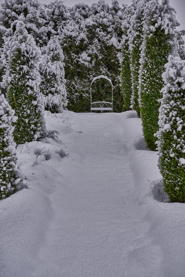 Vertical Shot of a Snowy Pathway in the Middle of Trees Stock Image ...