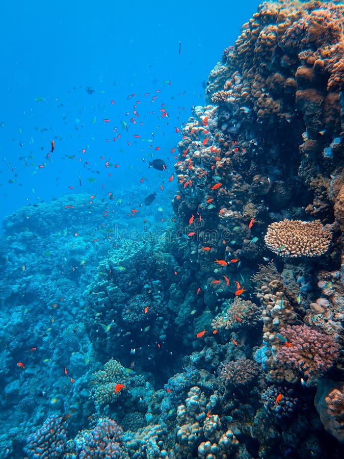 Vertical Fish stock image. Image of under, beautiful, ocean - 9479341