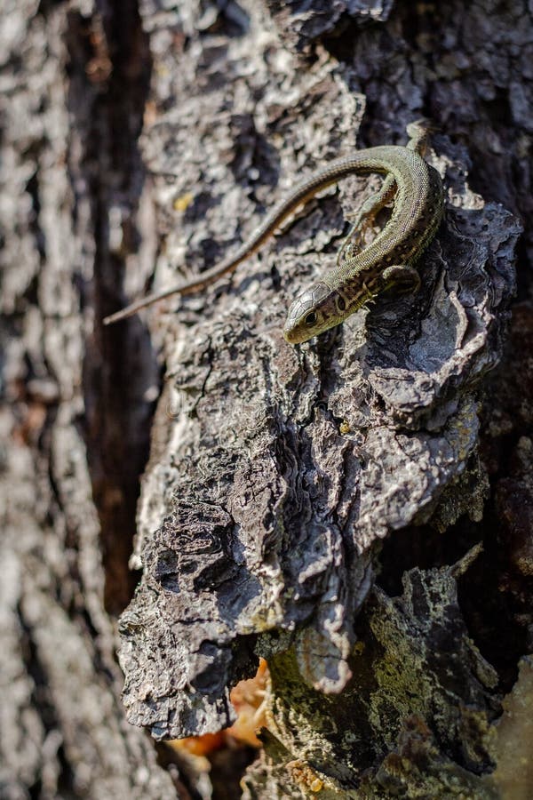 Vertical Shot of a Southern Alligator Lizard on a Rock Under a Sunshine ...