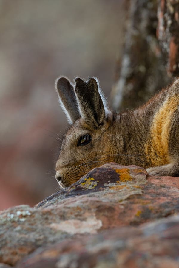 Vertical Shot of a Southern Viscacha on the Red Rocks. Stock Image ...