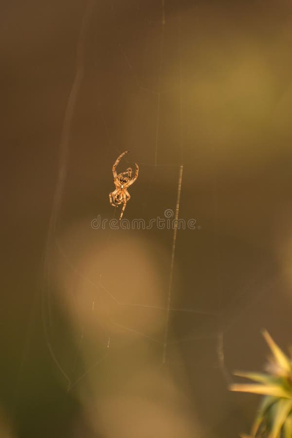 Vertical Shot of a Spider Climbing on the Web Stock Photo - Image of ...
