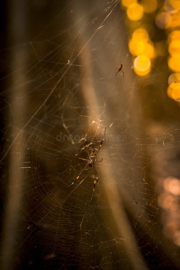 Vertical Shot of a Spider on Its Spider Web Stock Photo - Image of tiny ...