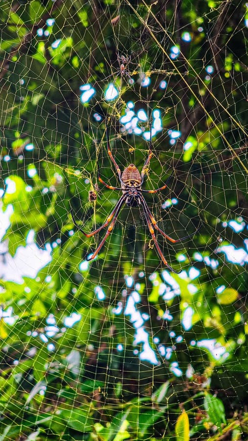 Vertical Shot of a Spider Making Its Cobweb on a Tree Stock Photo ...