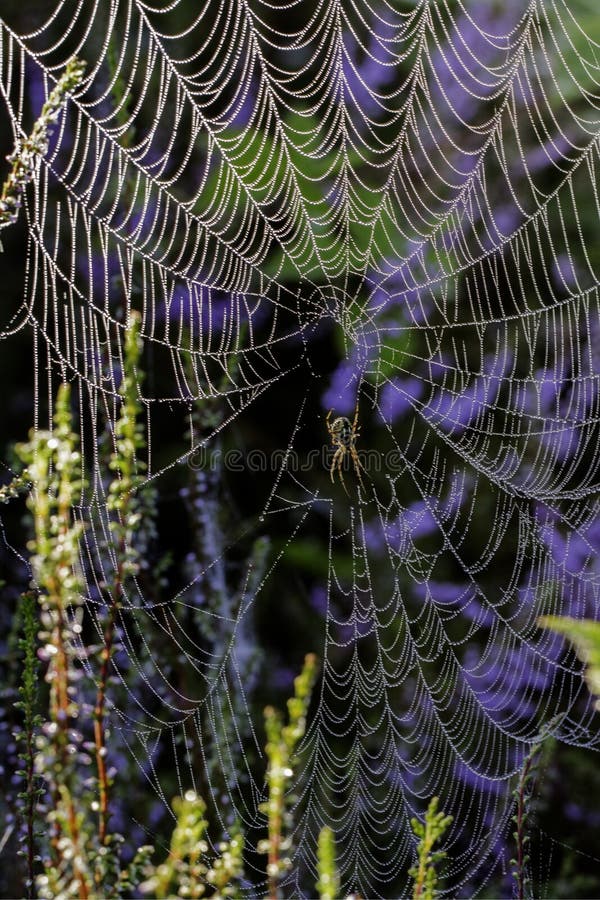 Vertical Shot of a Spider Making a Web in the Middle of the Forest ...