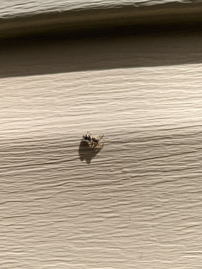 Vertical Shot of a Spider on a Textured Background Stock Photo - Image ...