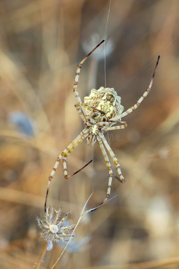 Vertical Shot of a Spider on the Spider Web Stock Image - Image of ...