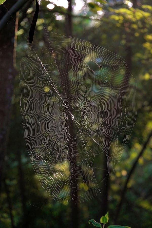 Vertical Shot of a Spider Web in the Green Forest Stock Photo - Image ...