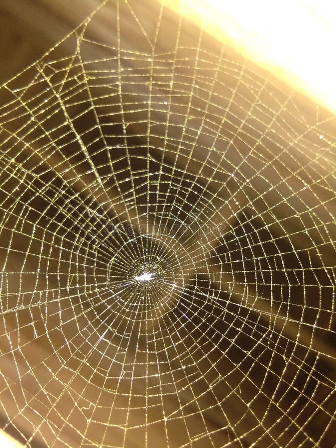 Vertical Shot of a Spider Web with Rays on Sun Penetrating through it ...