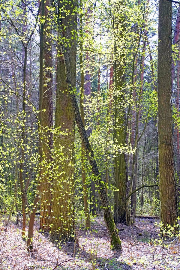 Vertical Shot. Spring Coniferous Forest. Landscape Stock Image - Image ...