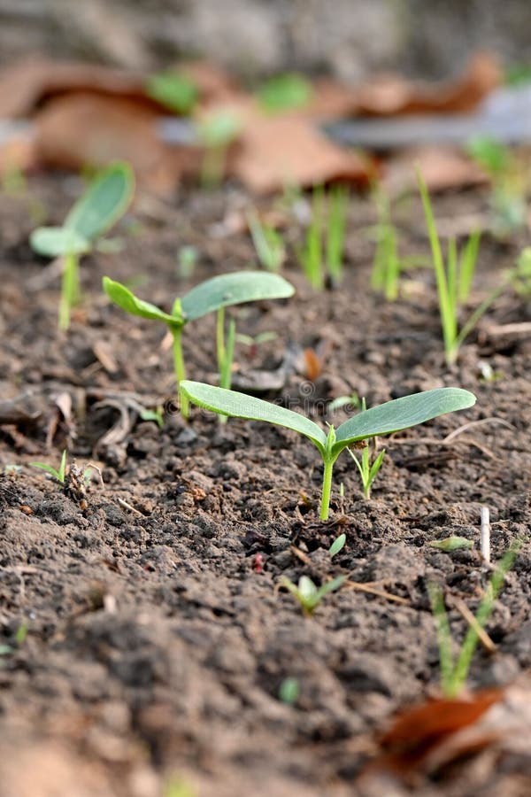 Vertical Shot of Sprouts Coming Out from the Soil Stock Photo - Image ...