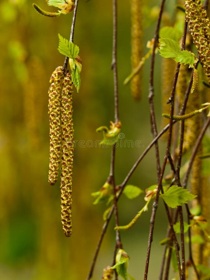 Vertical Shot of Sprouts and Leaves on Thin Branches Stock Photo ...