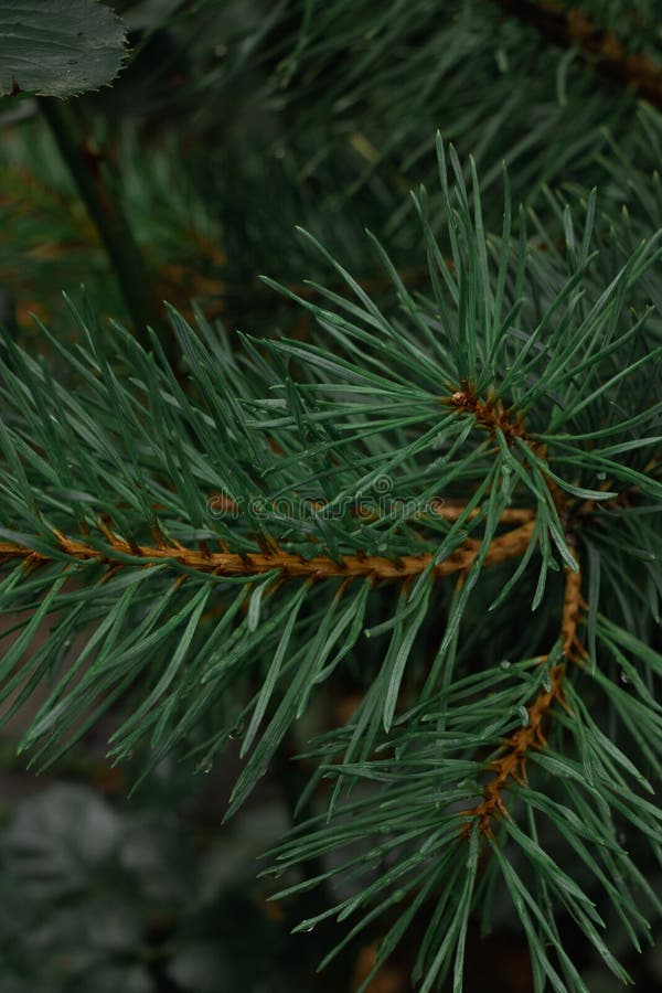 Vertical Shot of Spruce Needles Stock Image - Image of trees ...