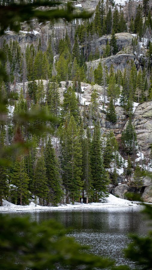 Vertical Shot of Spruce Trees on the Frozen Lake Shore Stock Image ...