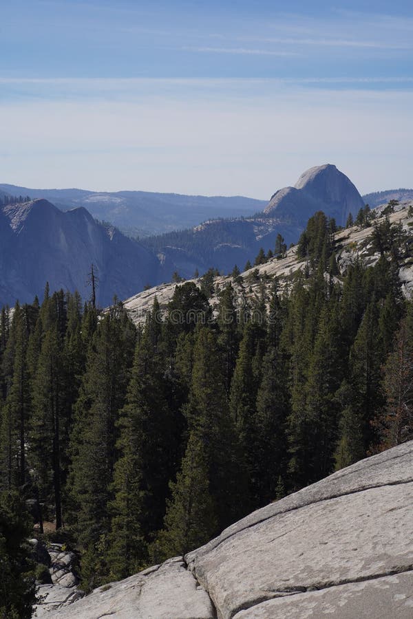 Vertical Shot of Spruces Growing on Cliffs with a Background of ...