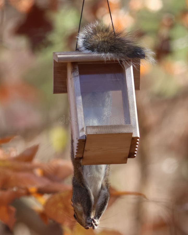 Vertical Shot of a Squirrel Hanging Upside-down on a Birdfeeder Stock ...