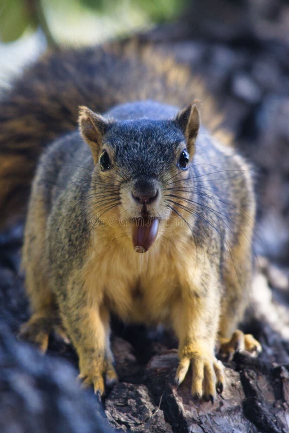 Vertical Shot of a Squirrel with a Nut in Its Mouth Standing on the ...