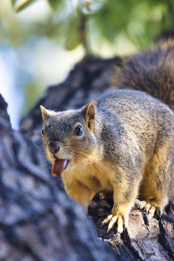 Vertical Shot of a Squirrel with a Nut in Its Mouth Standing on the ...