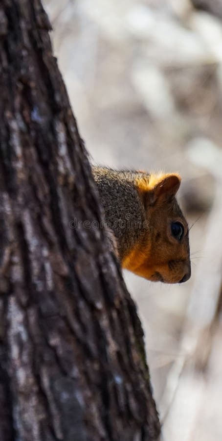Vertical Shot of a Squirrel Peeking Out from Behind a Tree Stock Photo ...