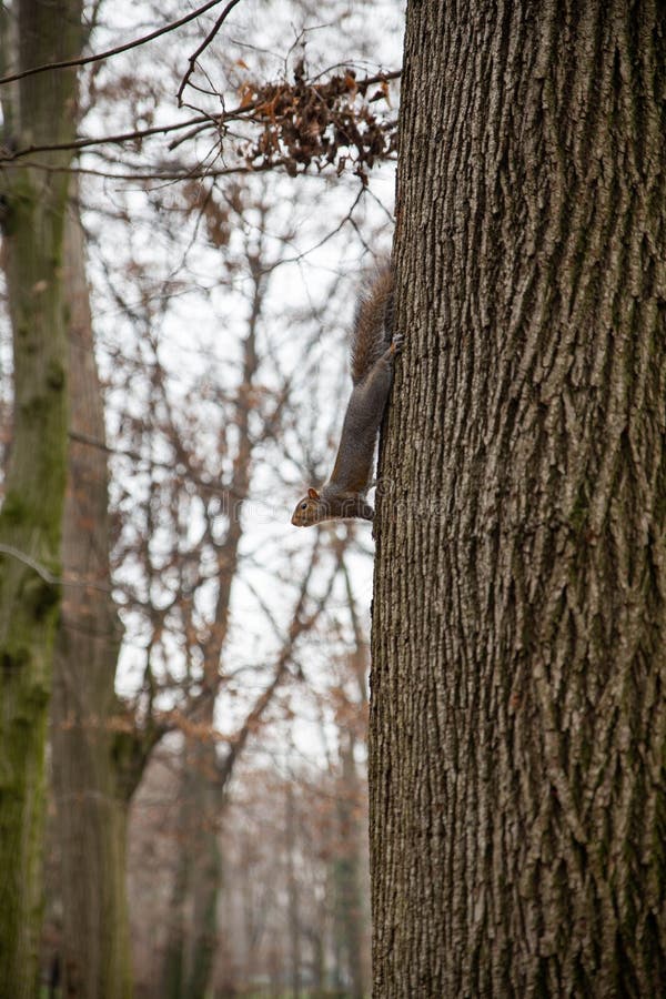 Vertical Shot of a Squirrel Running on a Tree Trunk in a Park in ...