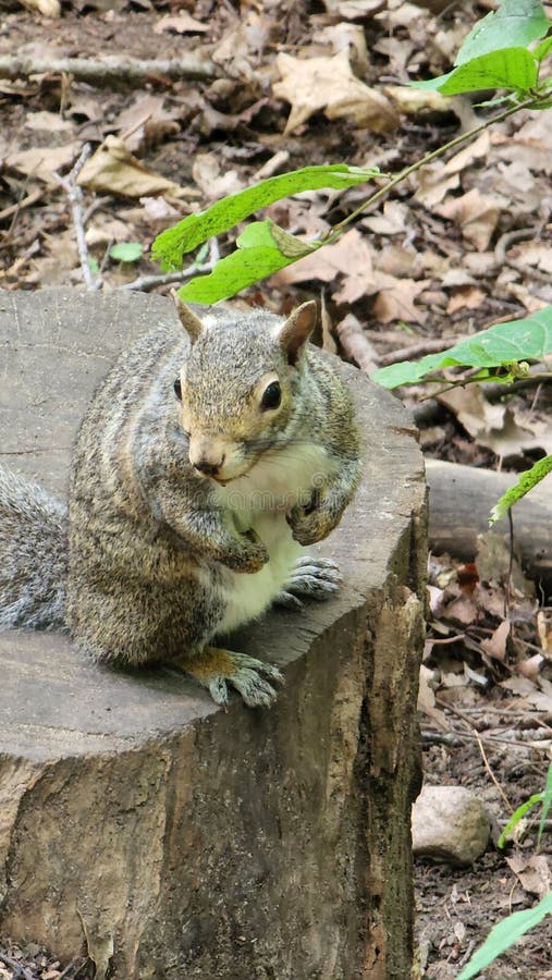 Vertical Shot of a Squirrel on a Tree Stump Stock Photo - Image of ...