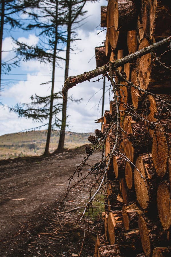 Vertical Shot of a Stack of Chopped Tree Logs Stock Image - Image of ...