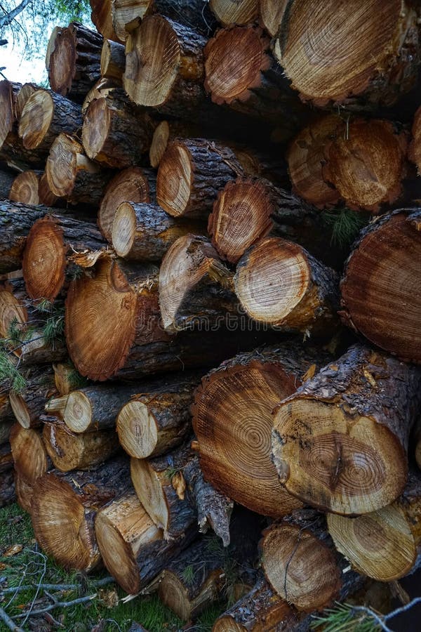 Vertical Shot of a Stack of Wooden Pine Trees in a Green Field Stock ...